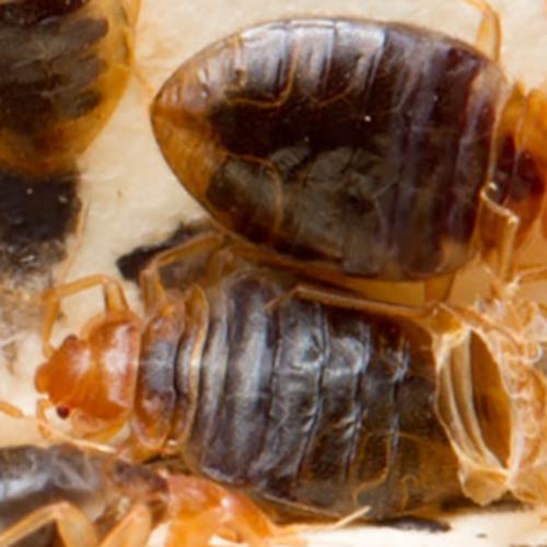 Common Pests - Bed Bugs – Pest Link