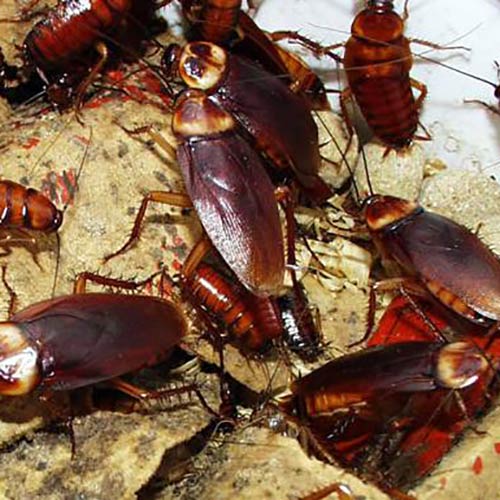 Common Pests - Cockroaches – Pest Link