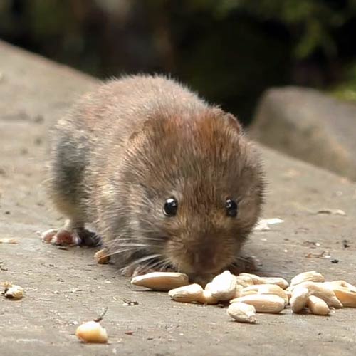 Common Pests - Rats – Pest Link