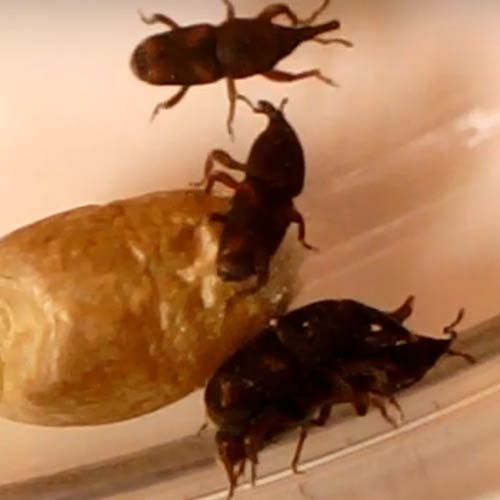 Common Pests - Stored Product Insects – Pest Link